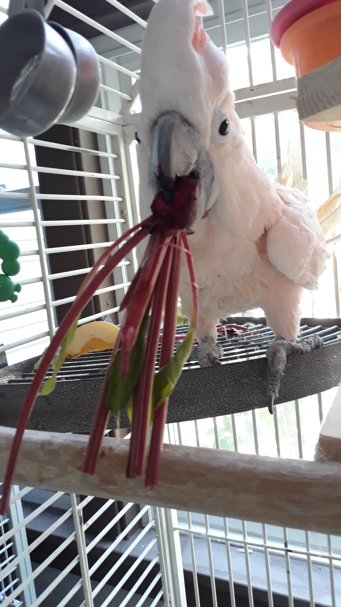 About – Ruffled Feathers Parrot Sanctuary